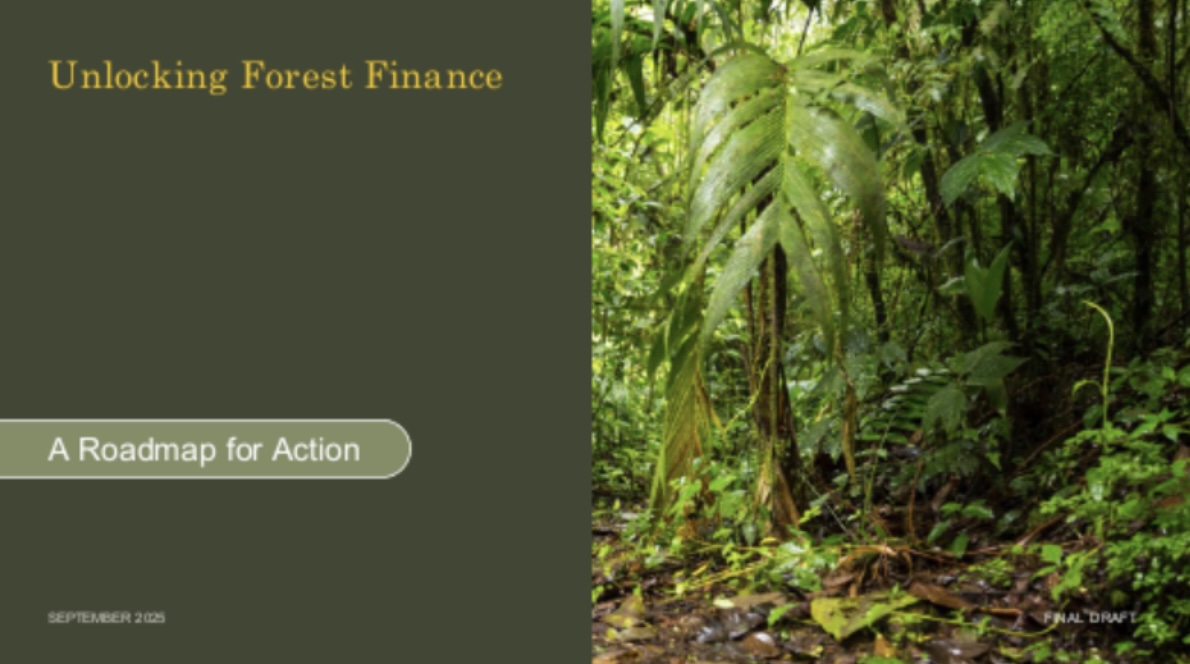 A Review of the Roadmap for Forest Finance | The ForestLink