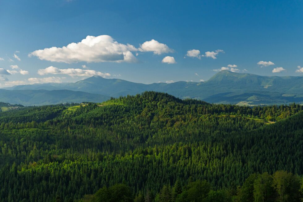 Forest Valuation Has Changed | The ForestLink